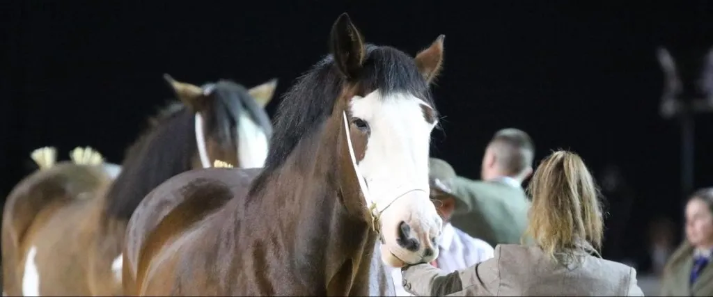 How Much Weight Can a Horse Carry? Key Factors to Consider