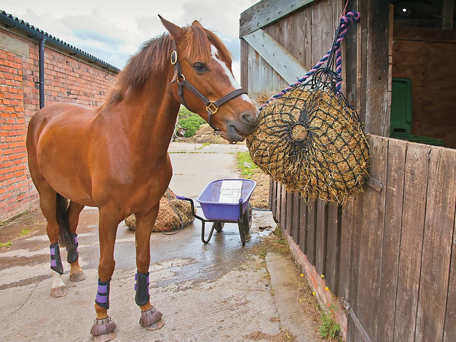 What Do Horses Eat? A Guide to Horse Nutrition