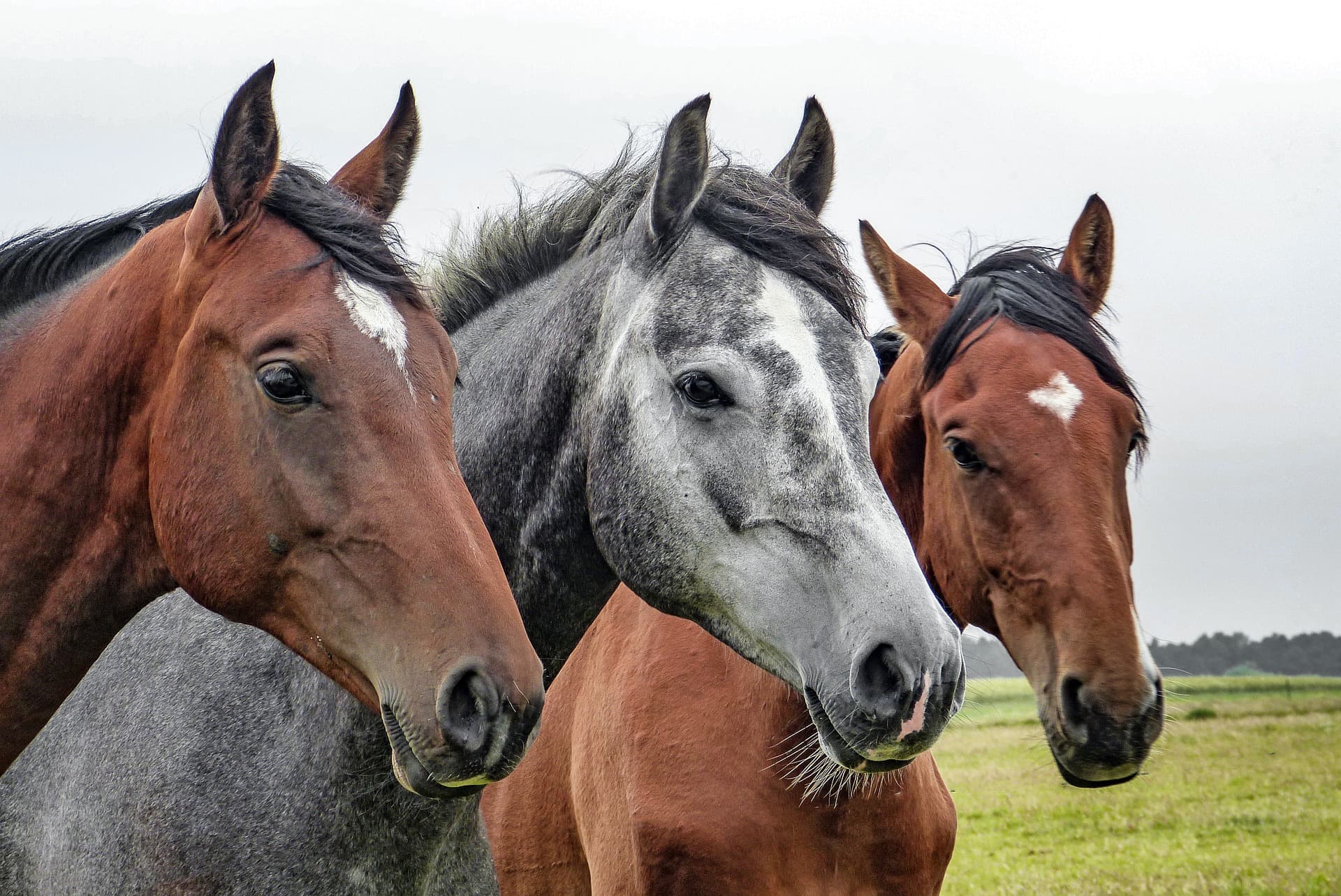The American Paint Horse: A Guide to Its History and Culture