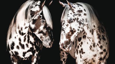The Appaloosa: Unique Characteristics, History, and Versatile Uses