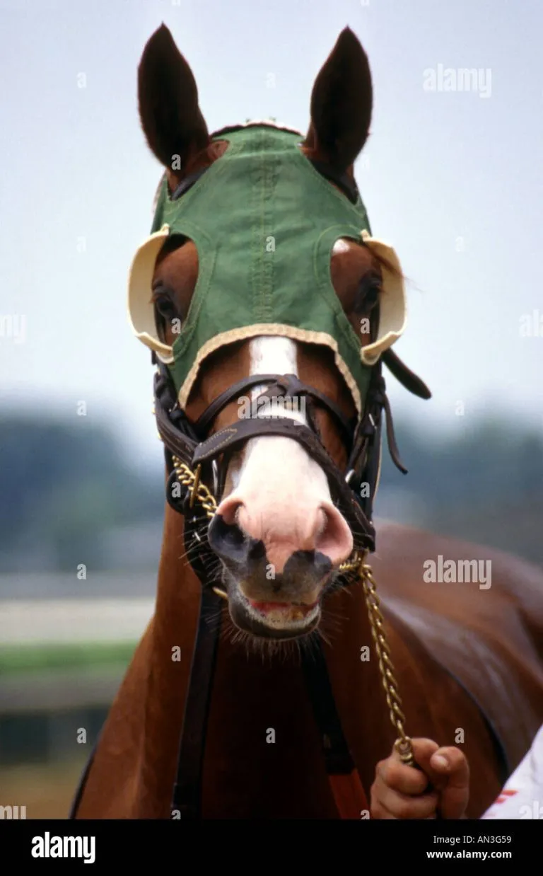 When Should Horses Wear Blinders?