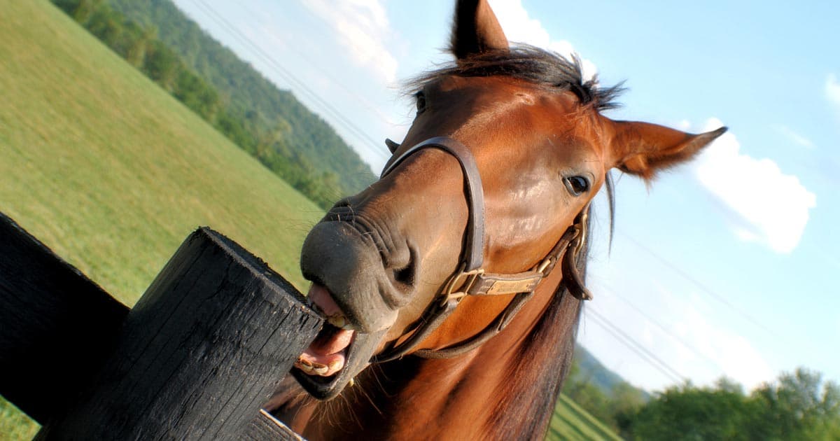 Why Horses Bite: Understanding the Causes and Solutions